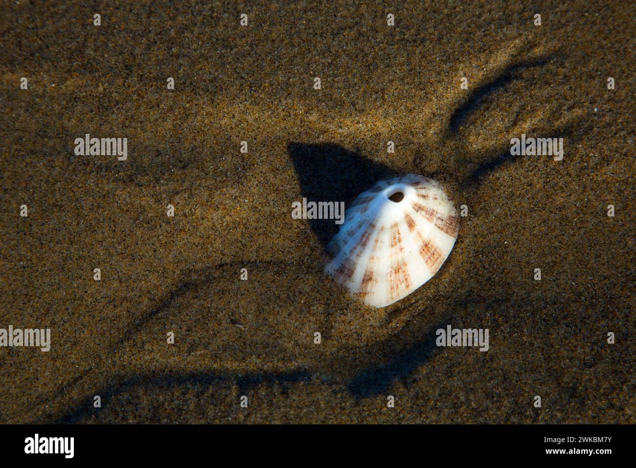 Limpet shell hi-res stock photography and images - Alamy