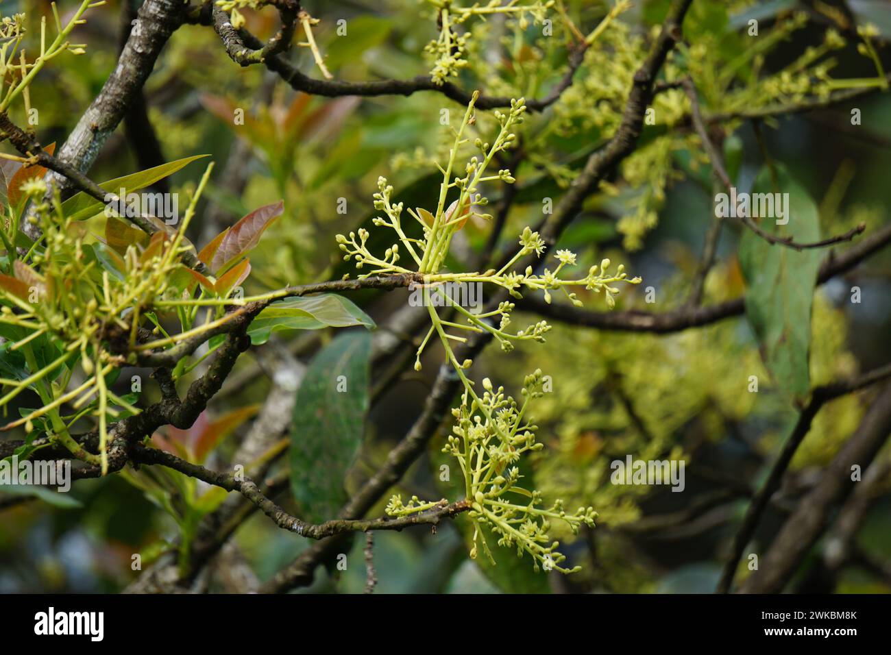 The flower of avocado (Persea americana, avocado pear, alligator pear ...