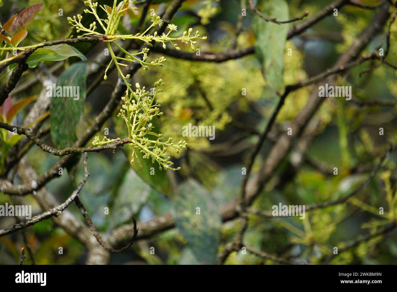 The flower of avocado (Persea americana, avocado pear, alligator pear ...