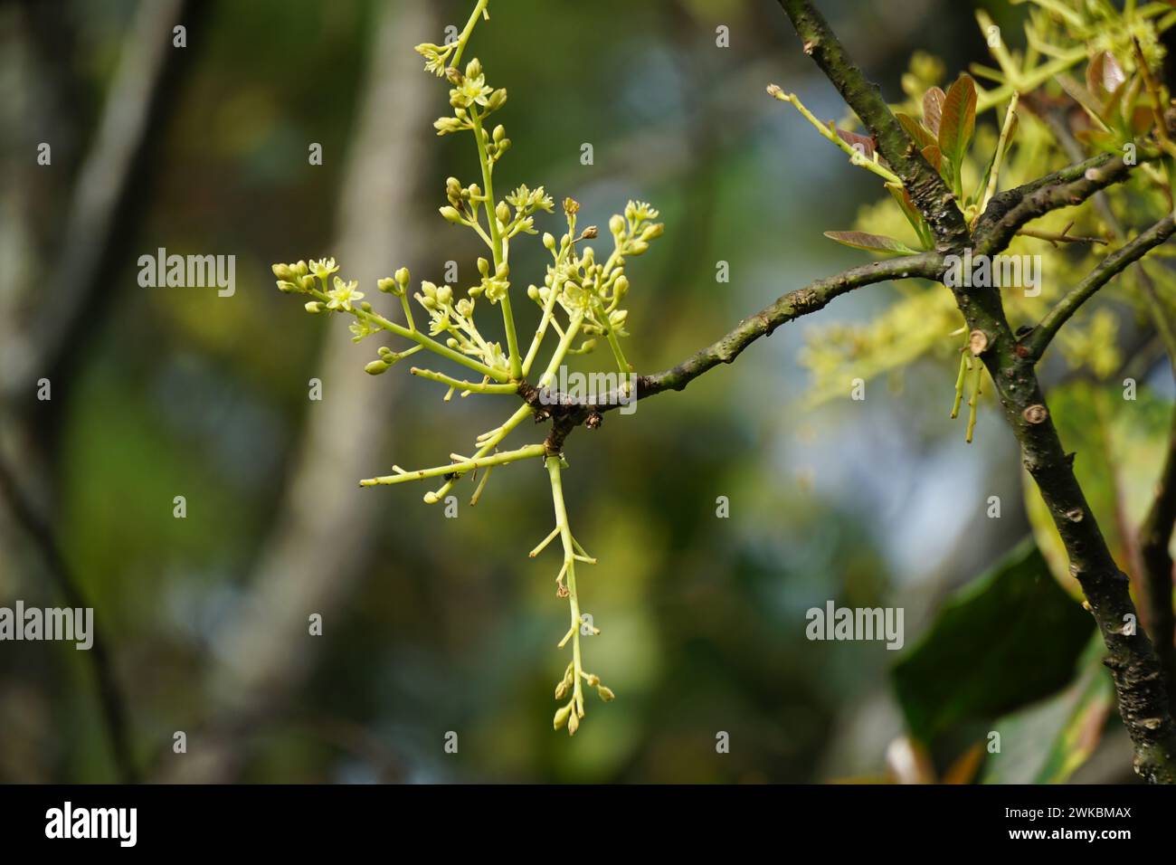 The flower of avocado (Persea americana, avocado pear, alligator pear ...