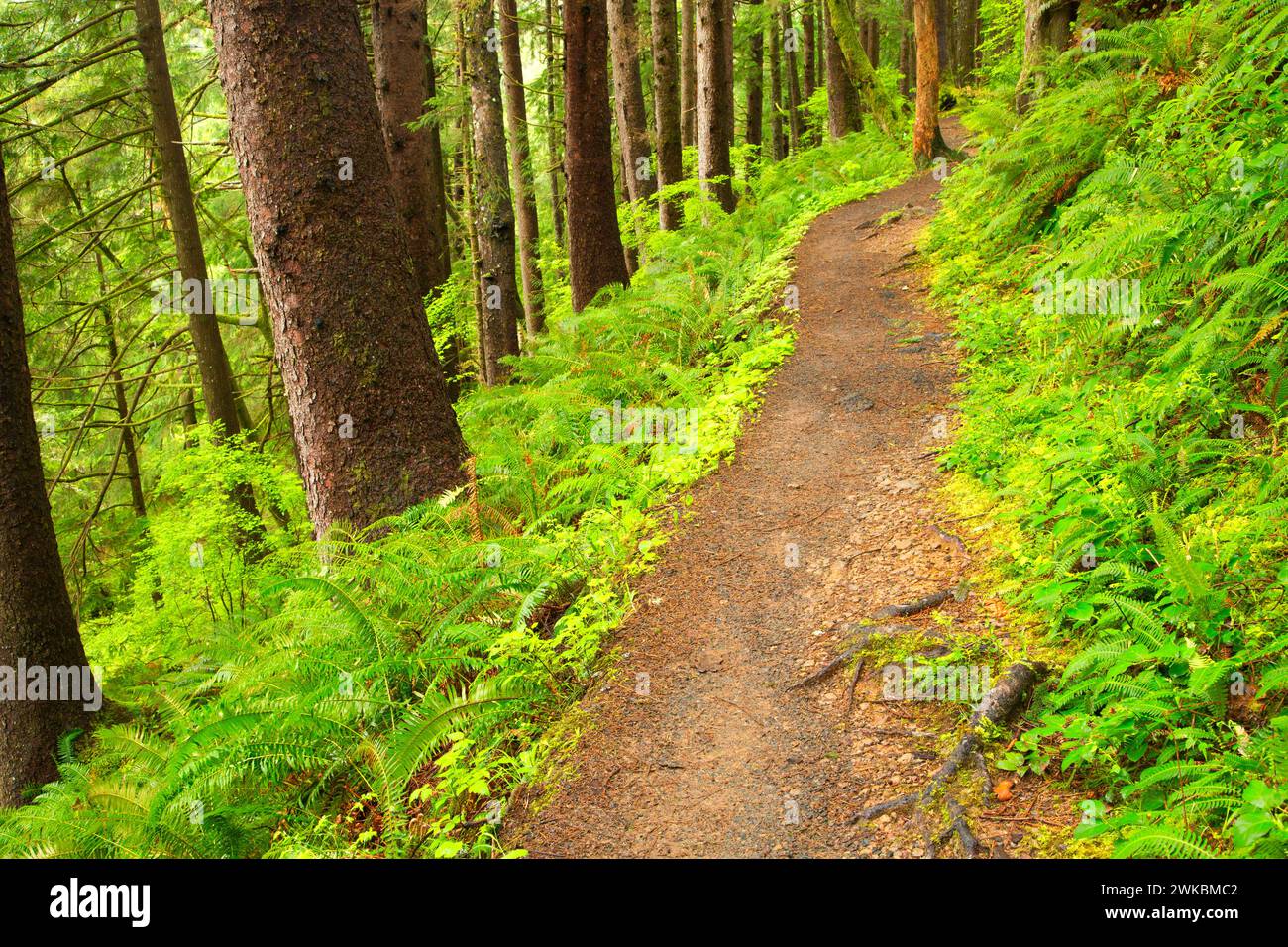 Cape Falcon Trail, Oswald West State Park, Oregon Stock Photo - Alamy