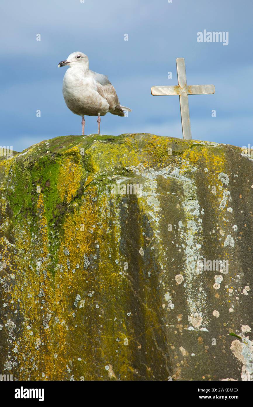 Gull on Coast Guard lifeboat Triumph monument, Hammond Mooring Basin, Hammond, Oregon Stock ...