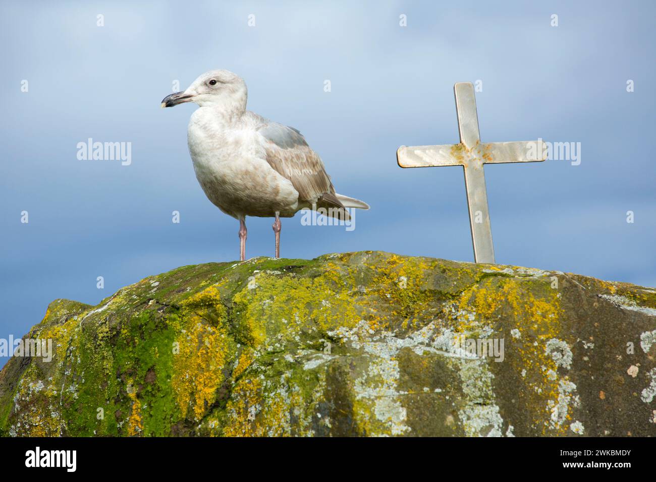 Gull on Coast Guard lifeboat Triumph monument, Hammond Mooring Basin ...