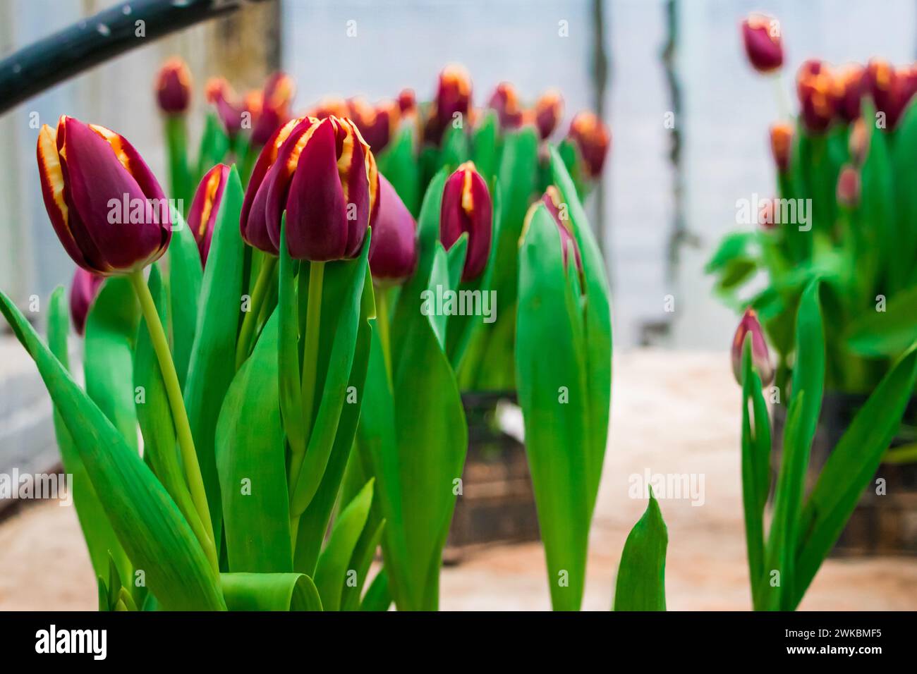 Burgundy tulips in seedling boxes. Growing flowers in greenhouse ...