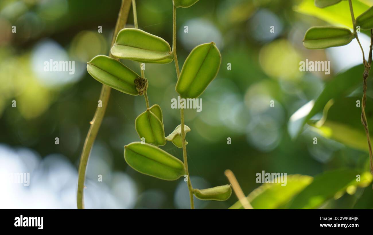 Indian three leaved yam hi-res stock photography and images - Alamy