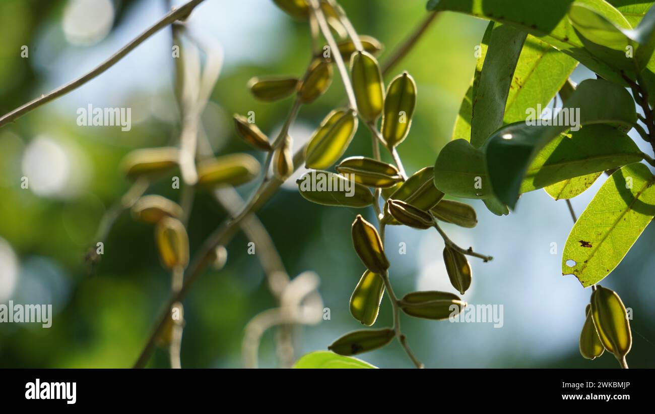 Green dioscorea hispida Dennst (Indian three-leaved yam, gadung) tree ...