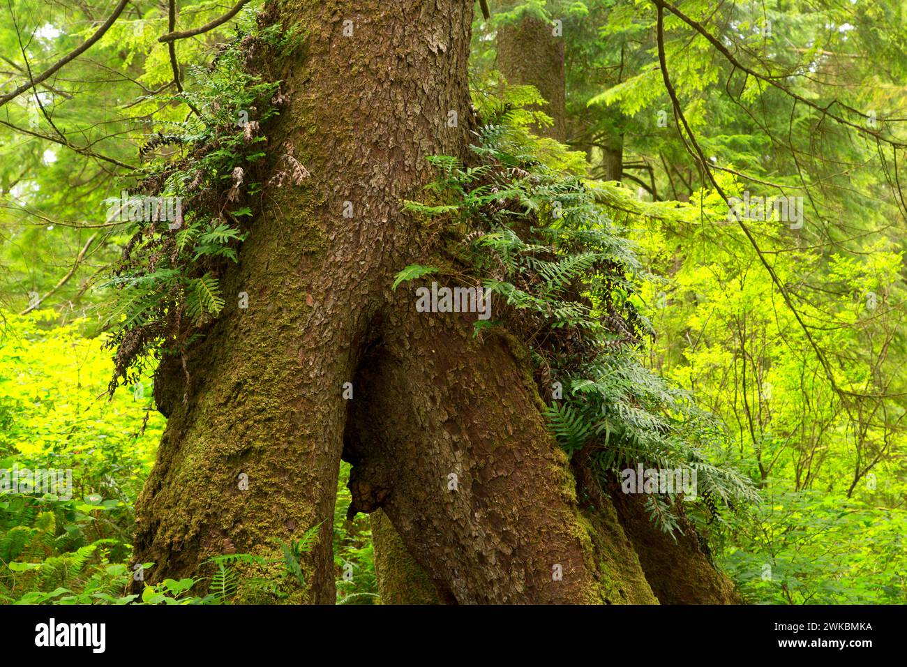 Sitka spruce (Picea sitchensis), Oswald West State Park, Oregon Stock ...