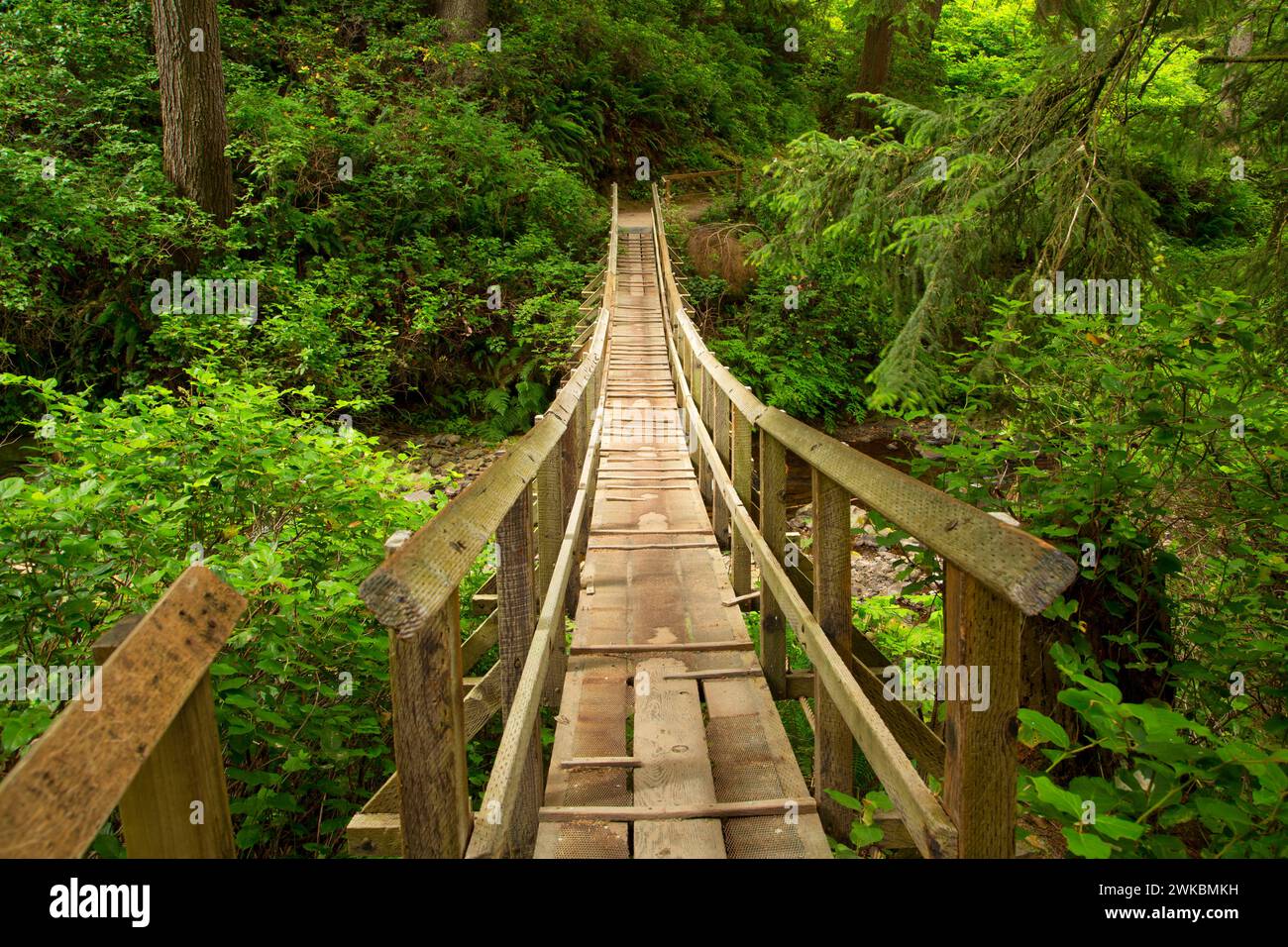 Oregon Coast Trail bridge, Oswald West State Park, Oregon Stock Photo ...