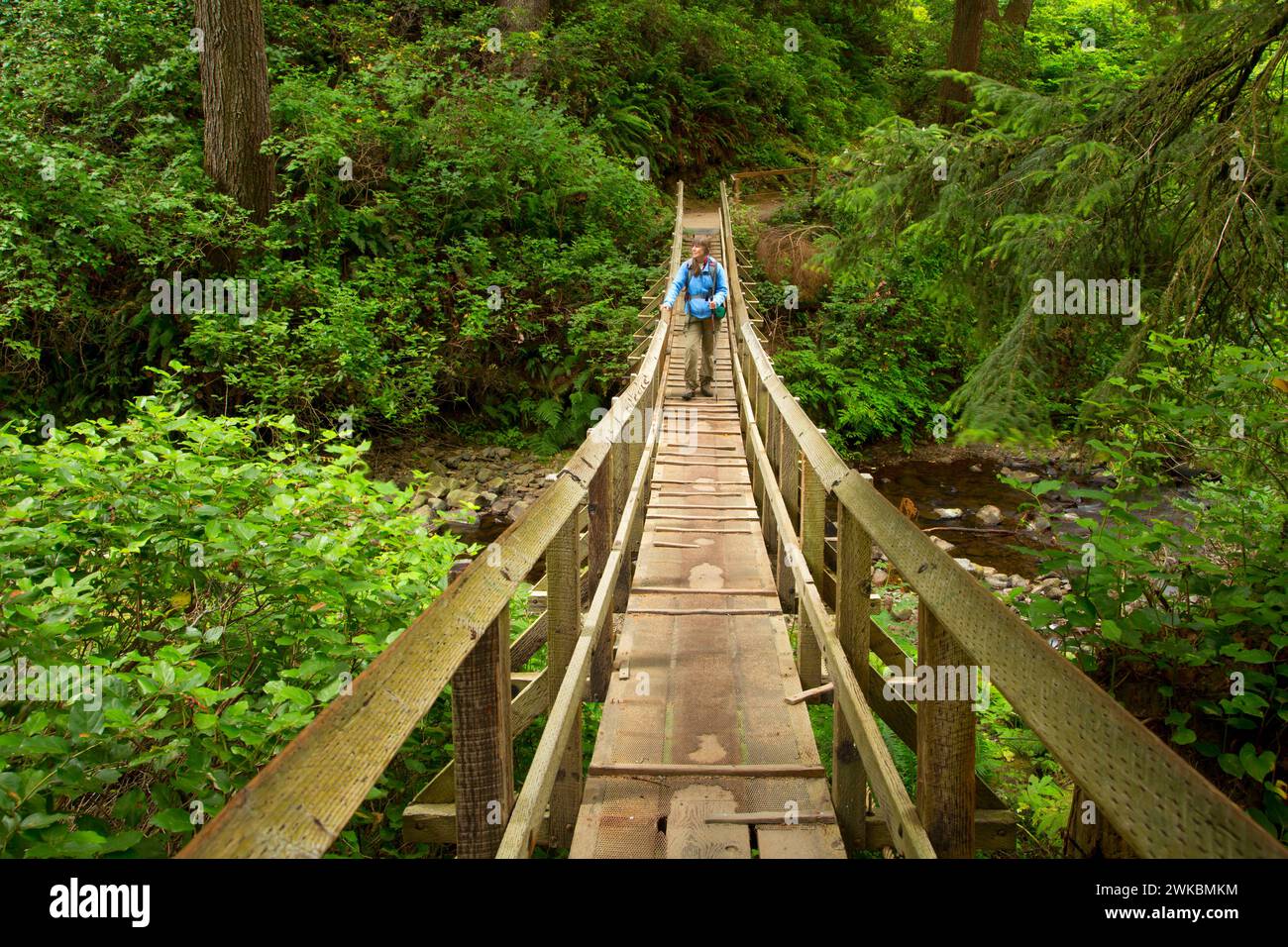 Oregon Coast Trail bridge, Oswald West State Park, Oregon Stock Photo ...