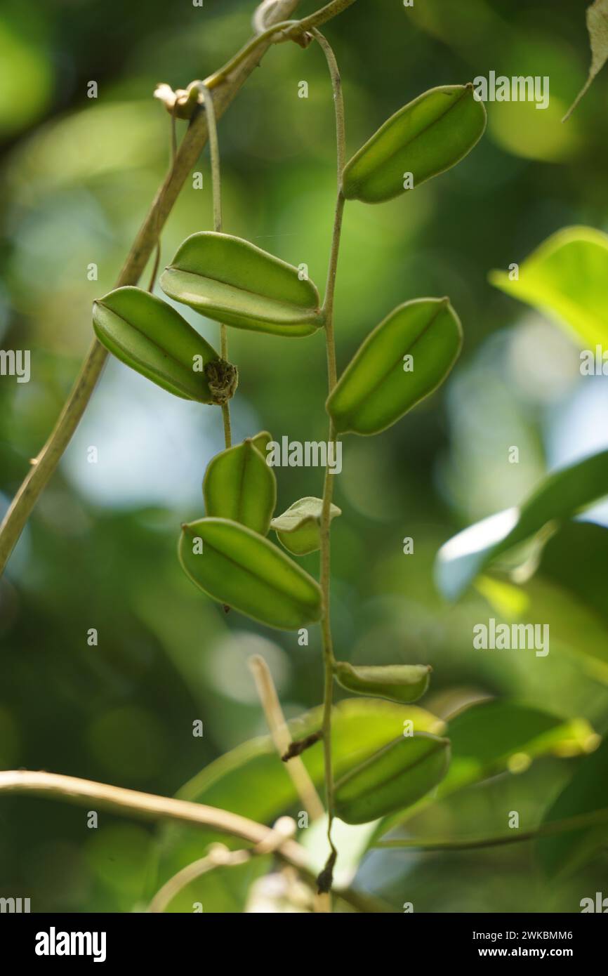 Dioscorea hispida hi-res stock photography and images - Alamy
