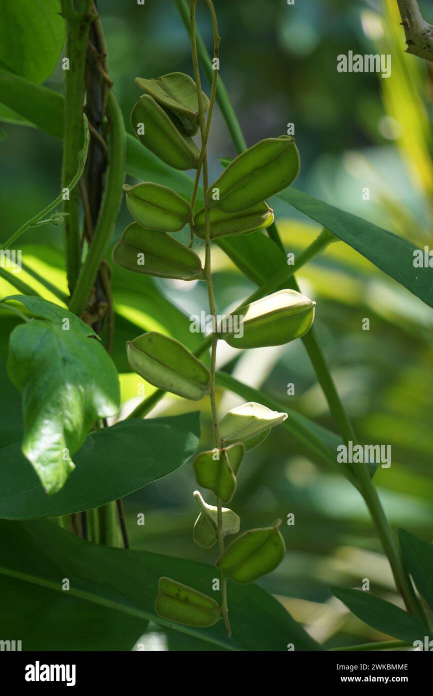 Green dioscorea hispida Dennst (Indian three-leaved yam, gadung) tree ...