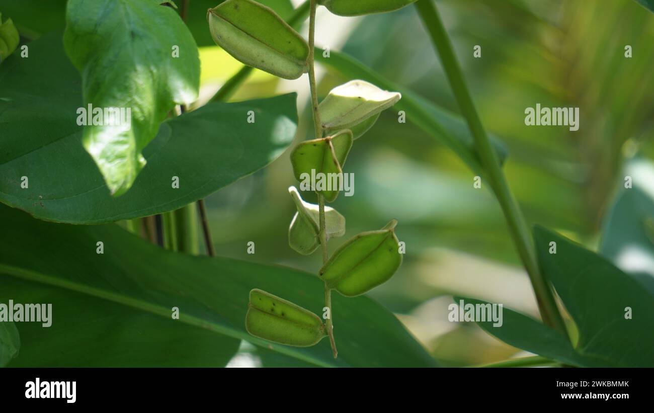 Green dioscorea hispida Dennst (Indian three-leaved yam, gadung) tree ...
