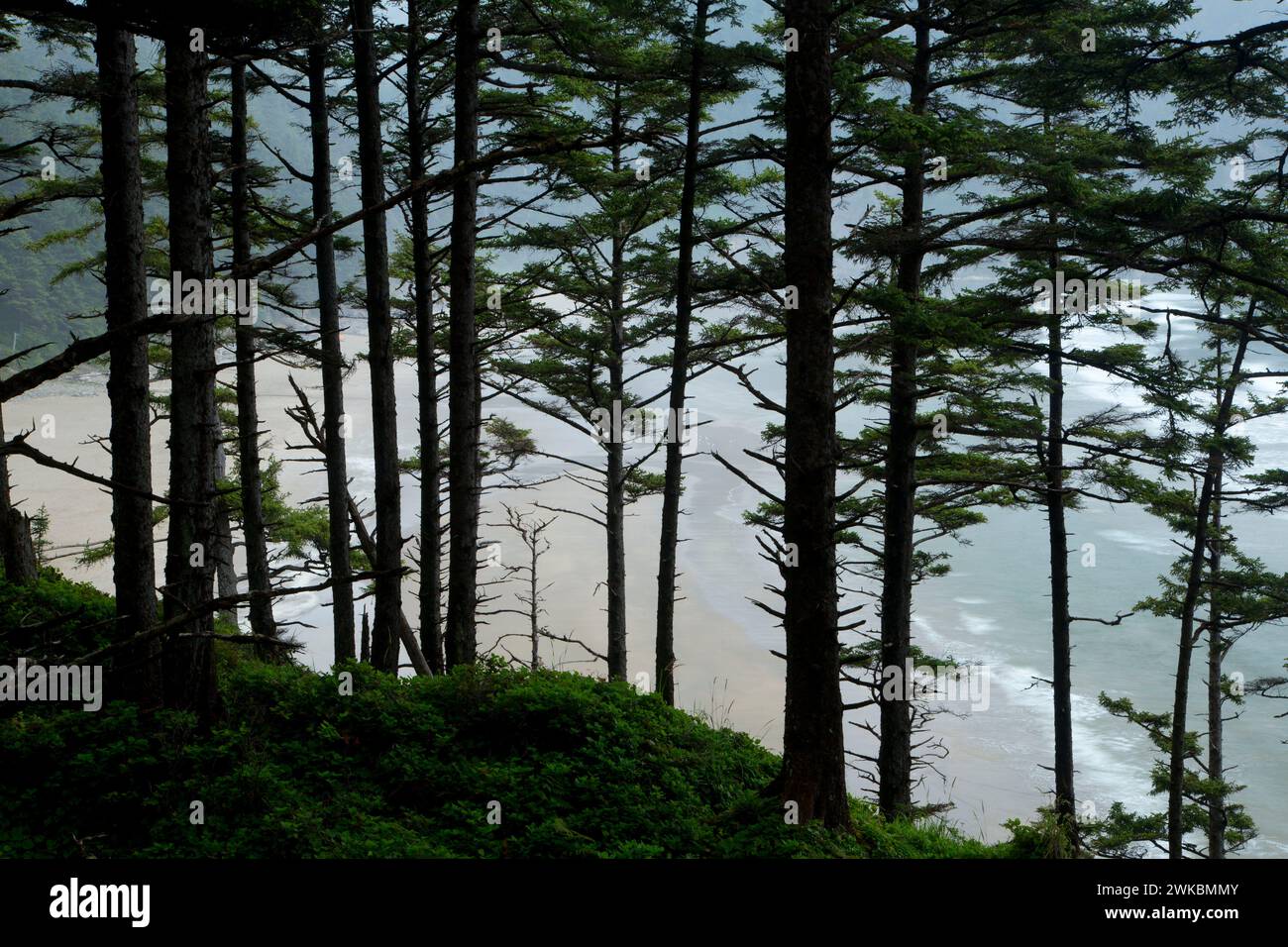 Coast view through Sitka spruce (Picea sitchensis) from Cape Falcon ...