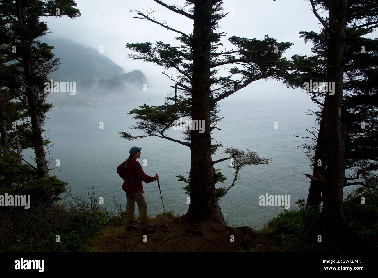 Coast view through Sitka spruce (Picea sitchensis) from Cape Falcon ...