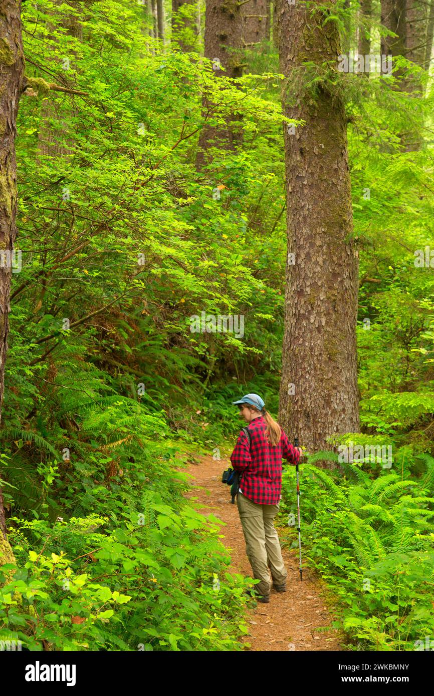 Cape Falcon Trail, Oswald West State Park, Oregon Stock Photo - Alamy