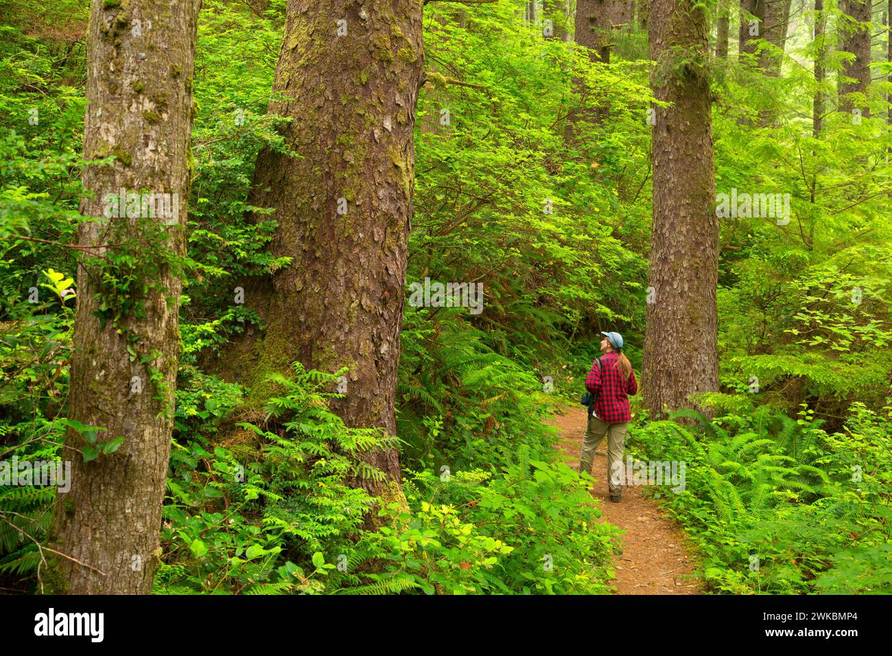 Cape Falcon Trail, Oswald West State Park, Oregon Stock Photo - Alamy