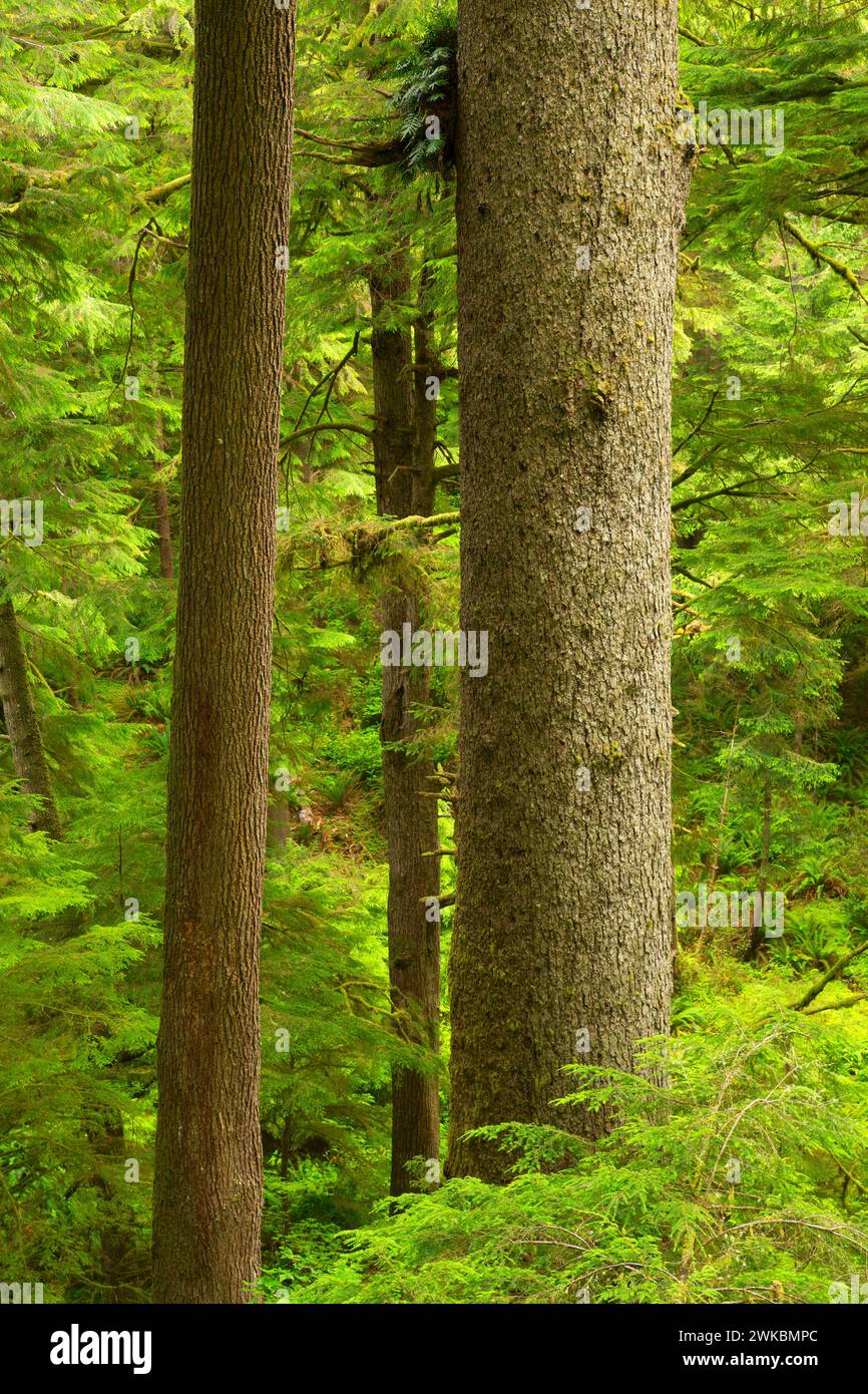 Sitka spruce (Picea sitchensis) forest along Cape Falcon Trail (Oregon ...