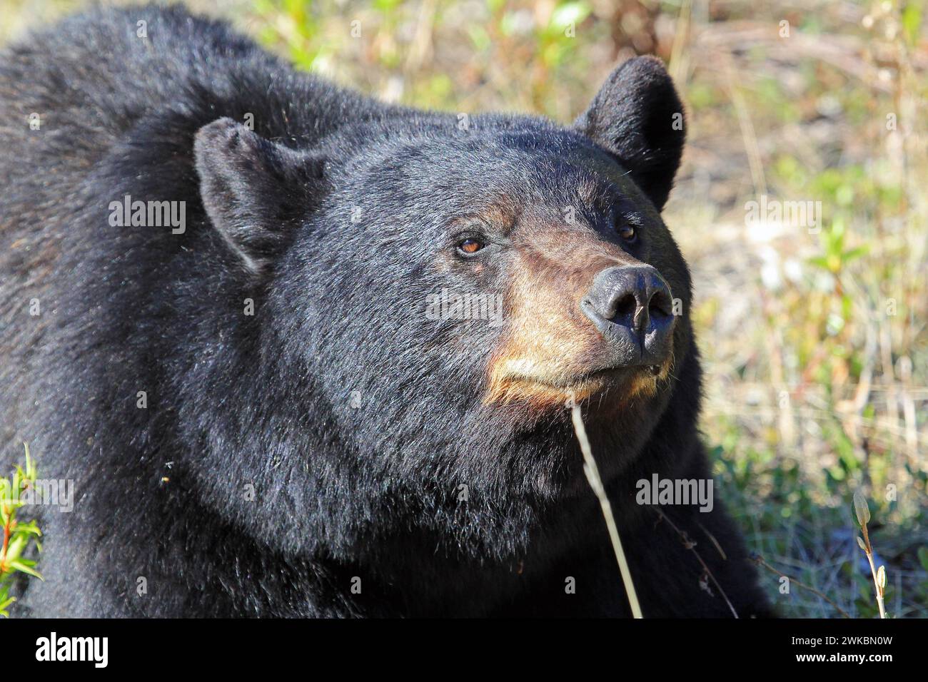 Black Bear stretching - Canada Stock Photo - Alamy