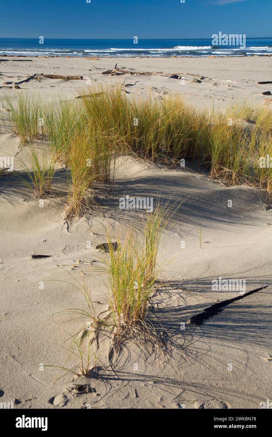 Dune grass, Bayocean Peninsula, Oregon Stock Photo - Alamy