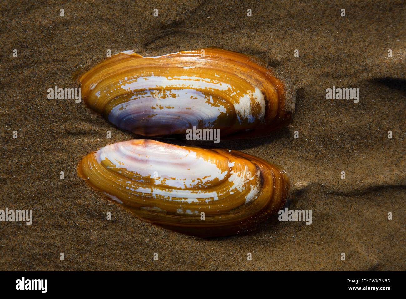 Razor clam shell on beach, Bayocean Peninsula, Oregon Stock Photo - Alamy