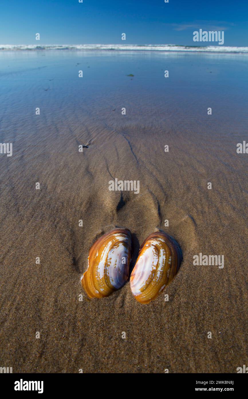 Razor clam shell on beach, Bayocean Peninsula, Oregon Stock Photo - Alamy