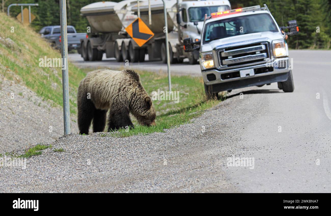 Grizzly bear and park ranger car - Canada Stock Photo - Alamy