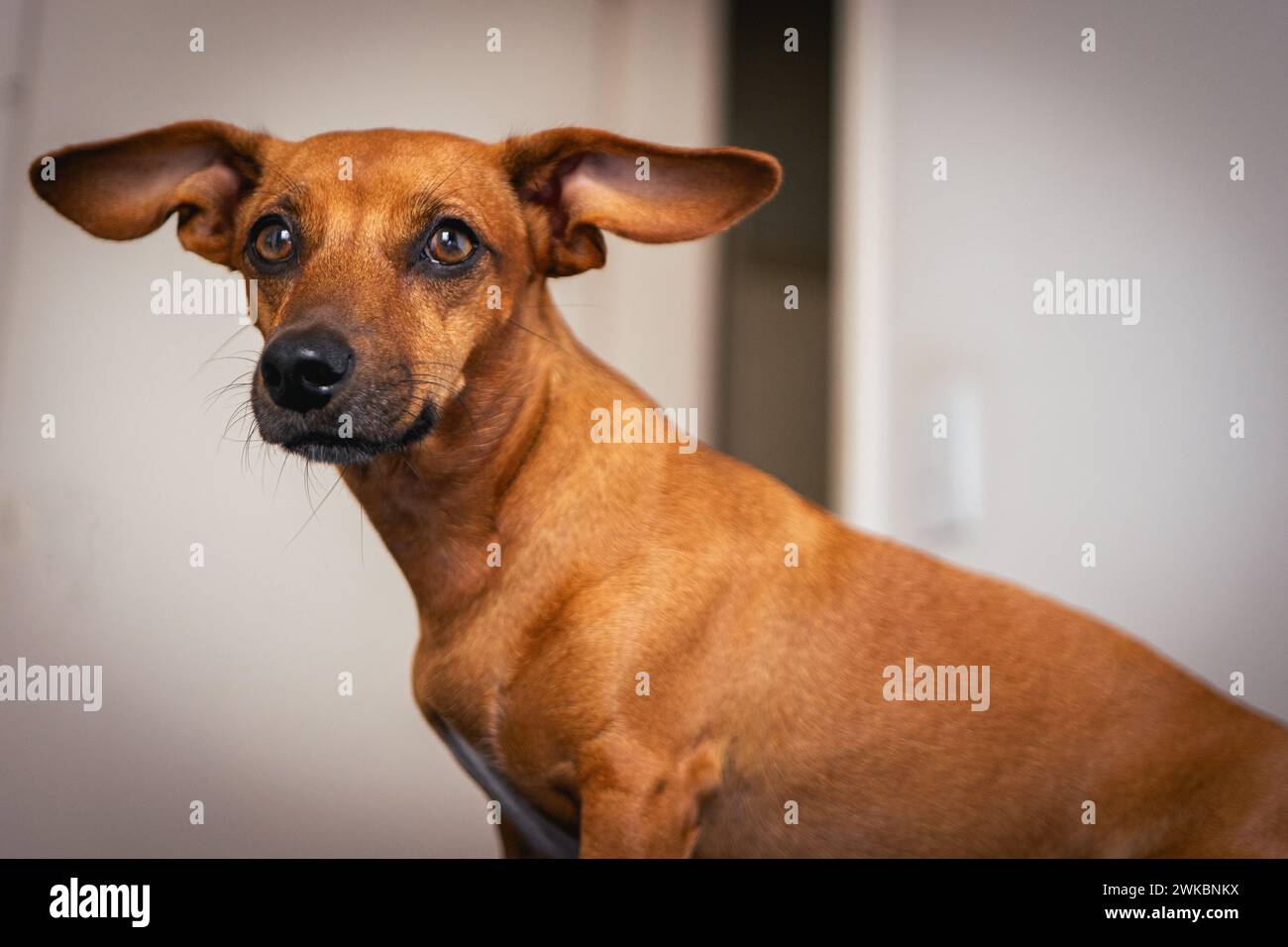 Small brown mixed race dog, posing for the camera Stock Photo - Alamy