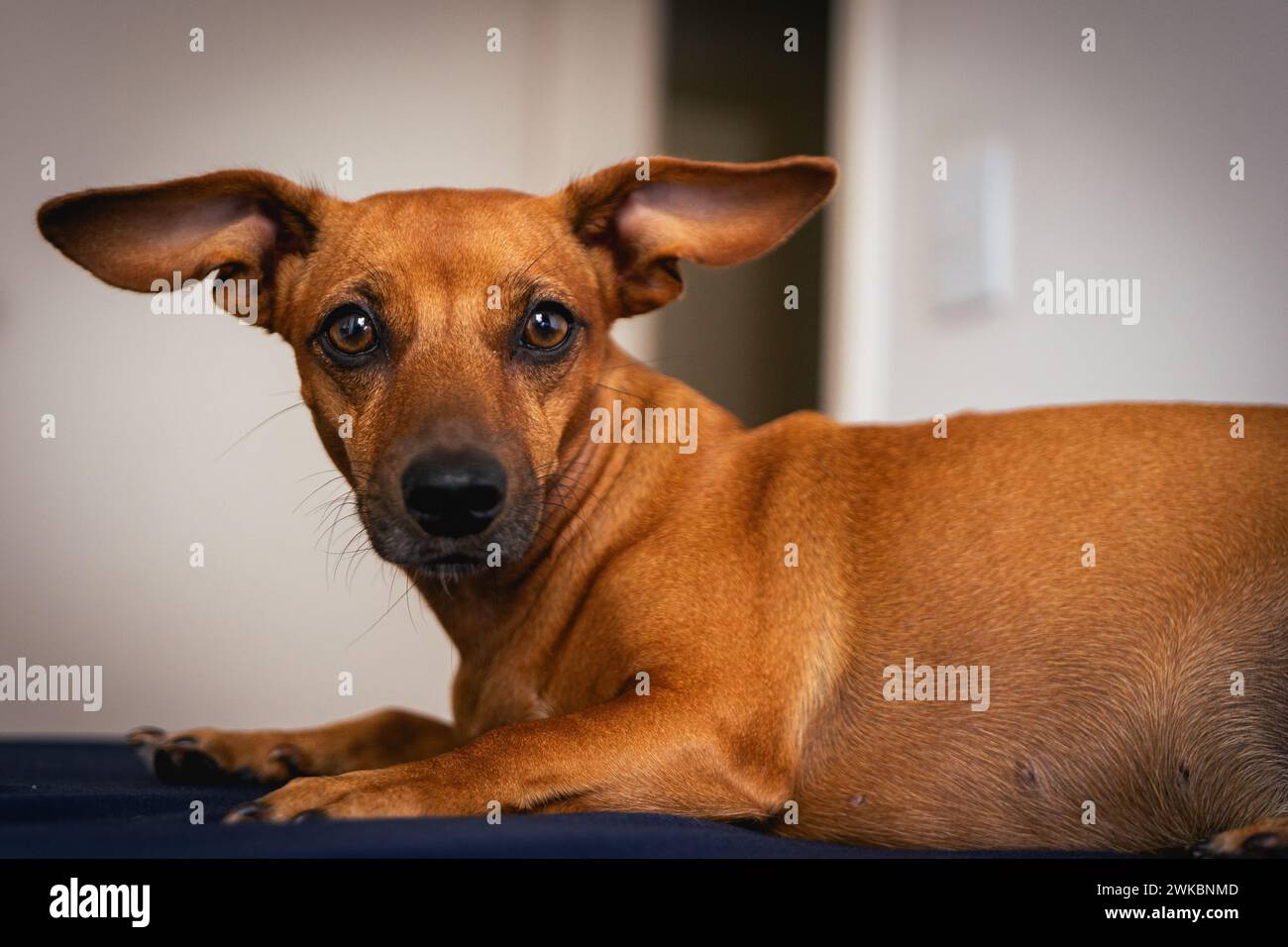 Dog posing for the camera hi-res stock photography and images - Alamy