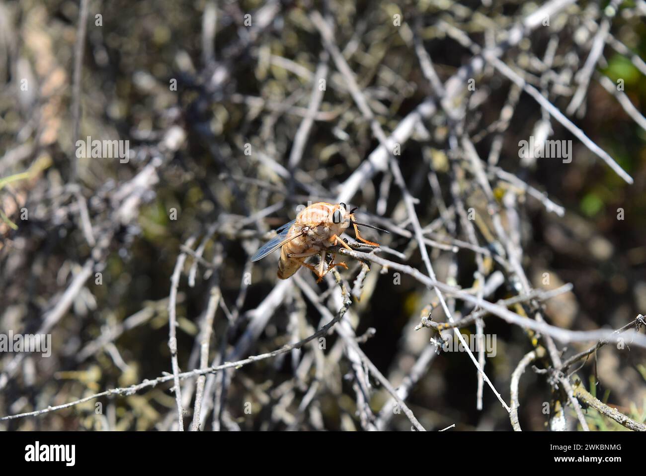 Proboscis insect hi-res stock photography and images - Alamy
