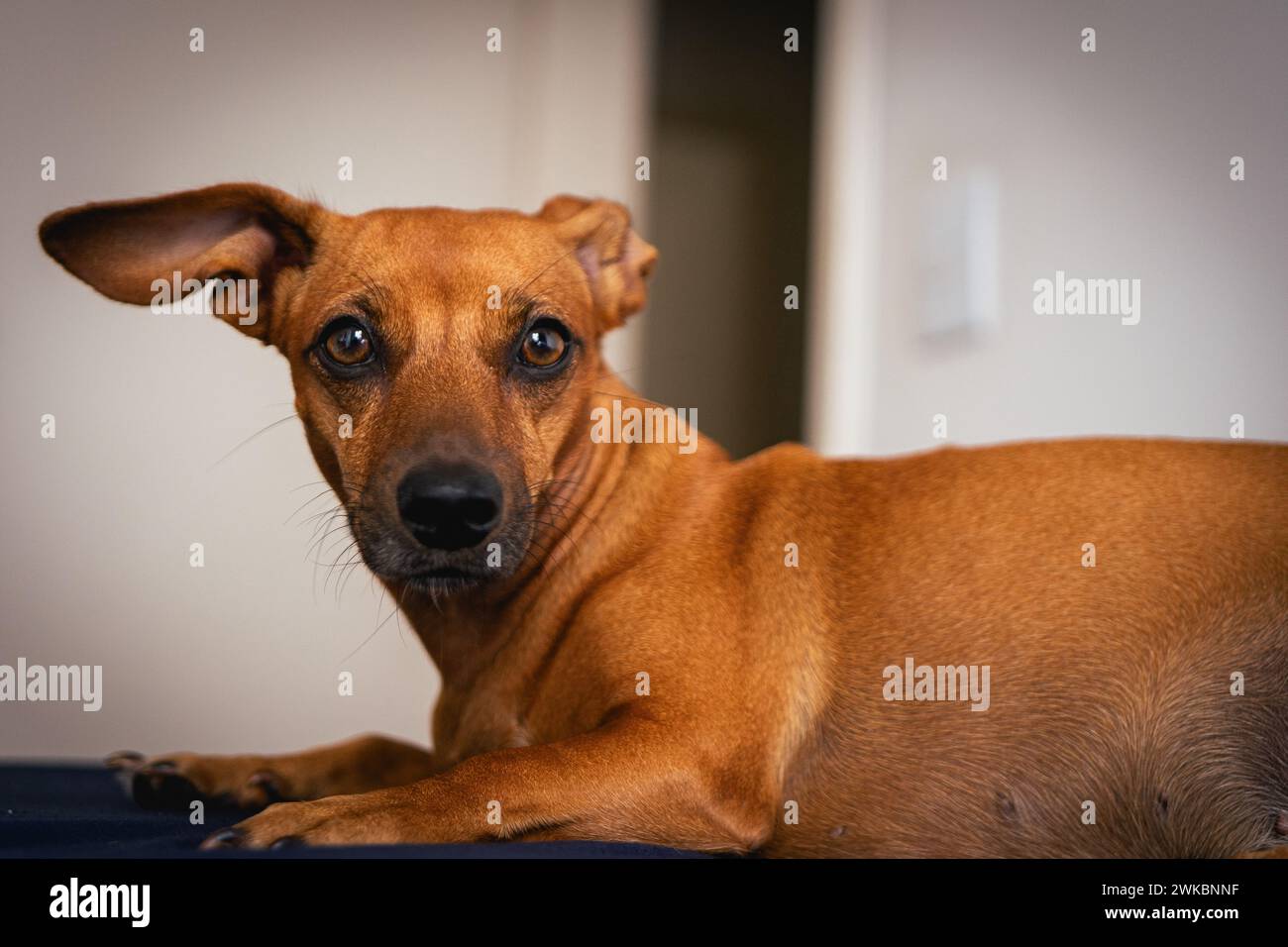 Young dogs posing cute hi-res stock photography and images - Alamy