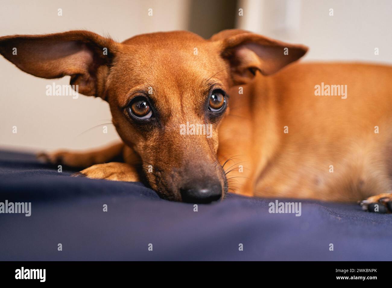 Small brown mixed race dog, posing for the camera Stock Photo - Alamy