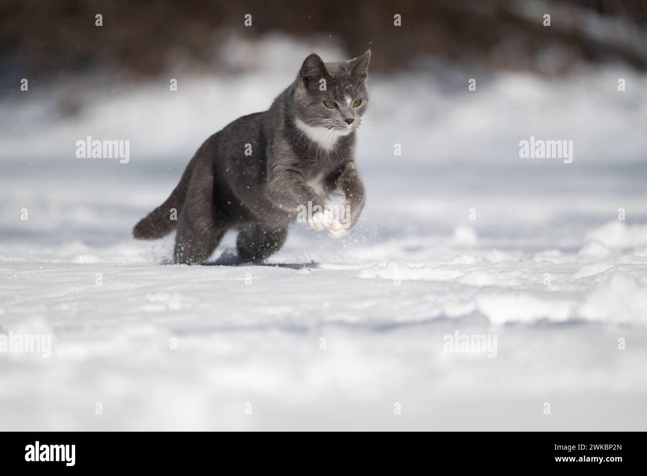 Pouncing cat hi-res stock photography and images - Alamy