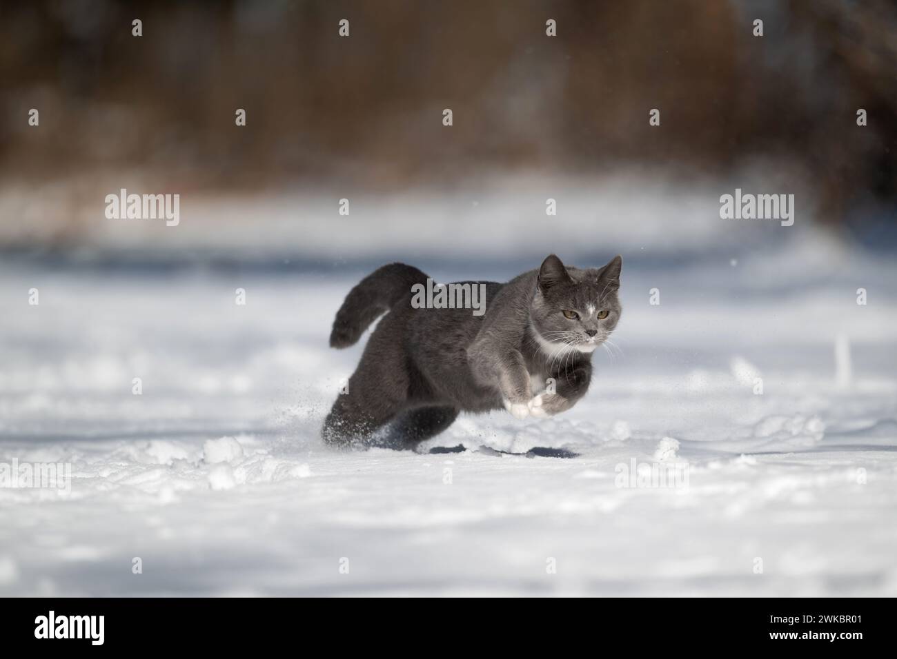 Pouncing cat hi-res stock photography and images - Alamy