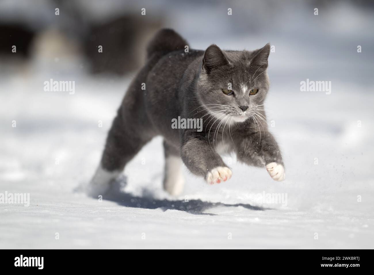 Cute gray and white cat pouncing and playing in the snow in a yard ...