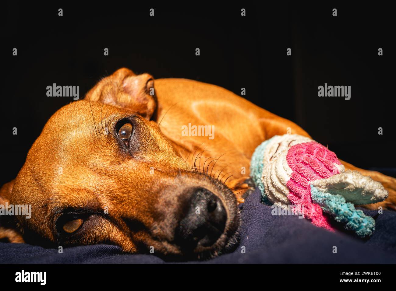 Little hunting dog hi-res stock photography and images - Alamy