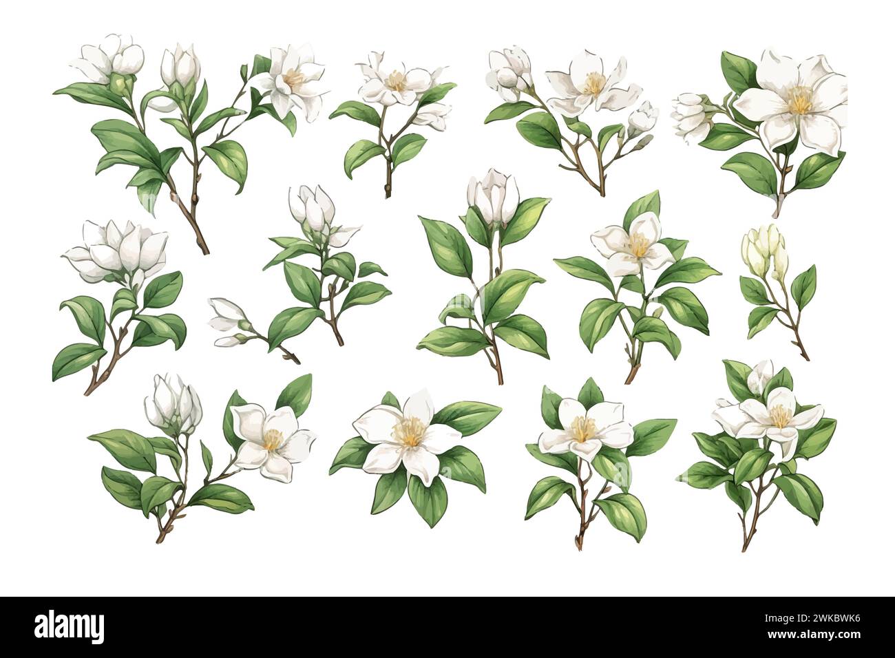 Bundle of elegant detailed natural drawings of jasmine and mock-orange ...