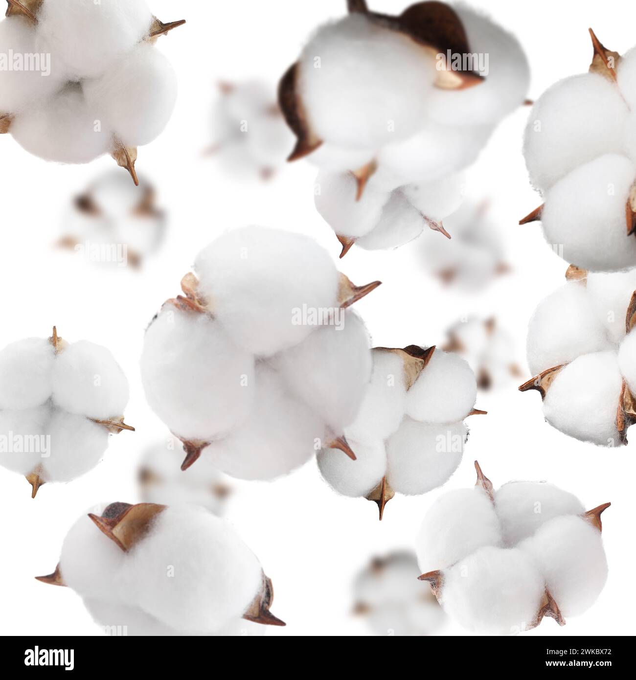 Beautiful cotton flowers falling on white background Stock Photo - Alamy