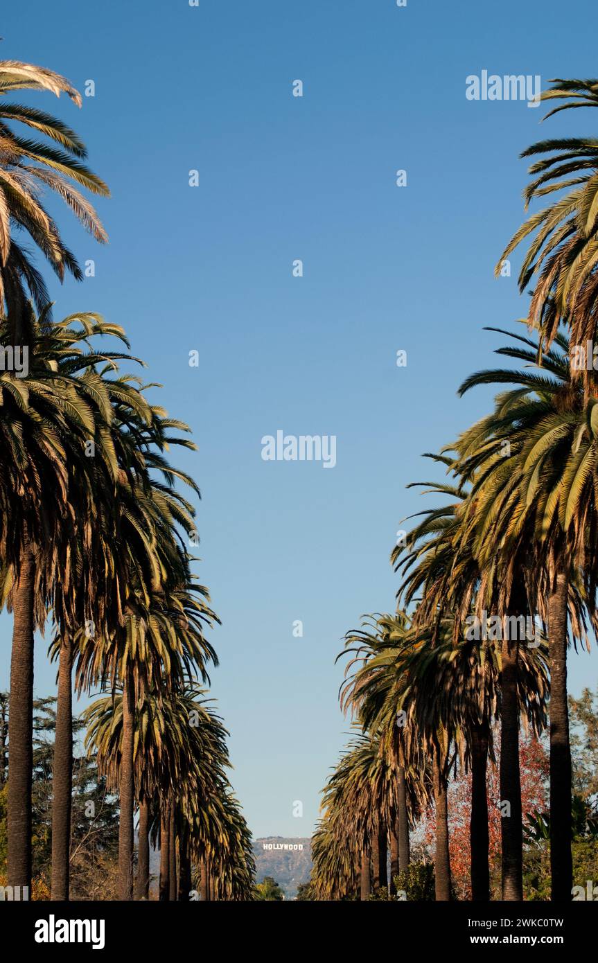Hollywood, sign, palm trees, Los Angeles, California, USA Stock Photo ...