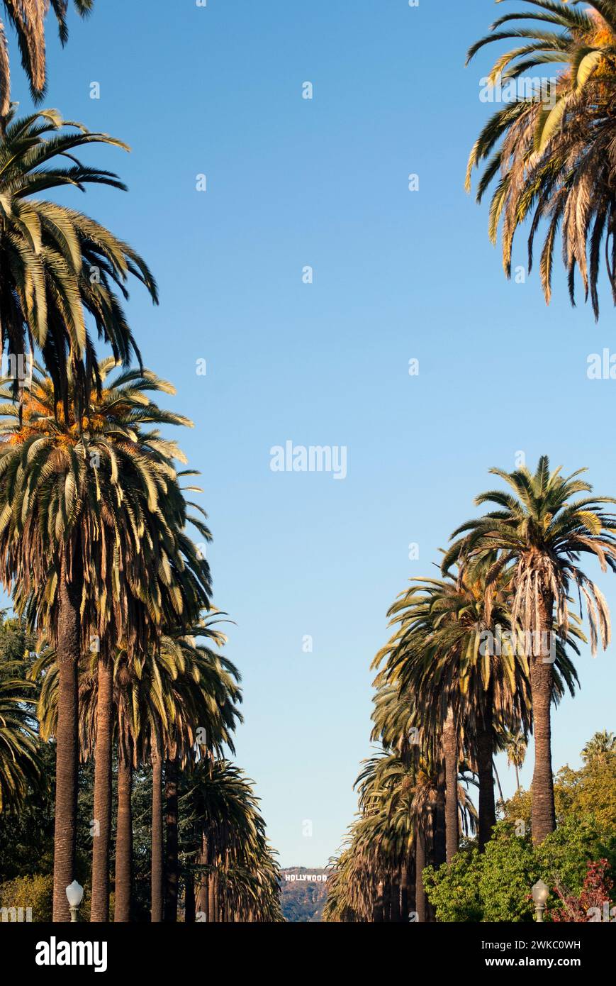 The iconic Hollywood Sign and palm trees in Los Angeles, California,USA ...