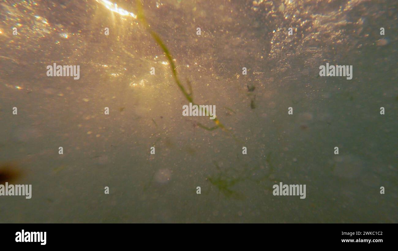 Water texture sea sunbeam sunlight underwater Stock Photo - Alamy