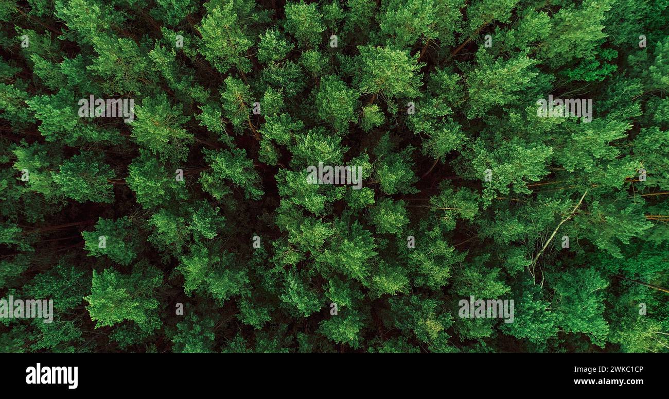Forest background green lush pine tree crowns Stock Photo - Alamy