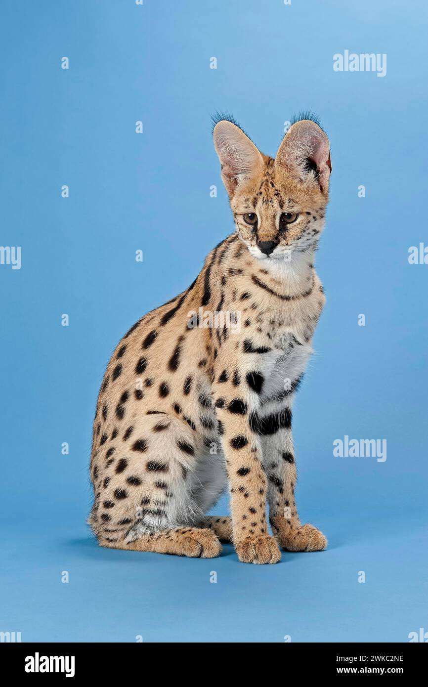 Captive serval cat hi-res stock photography and images - Alamy
