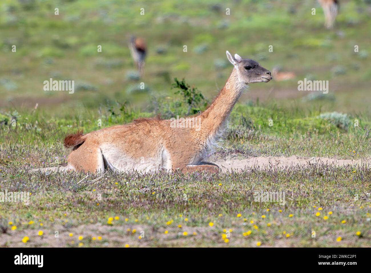 Guanaco (Llama guanicoe), Huanako, in the sand bath, Torres del Paine ...