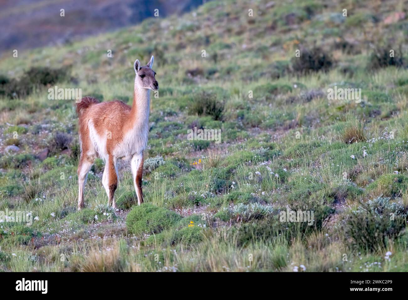 Guanaco (Llama guanicoe), Huanako, Torres del Paine National Park ...