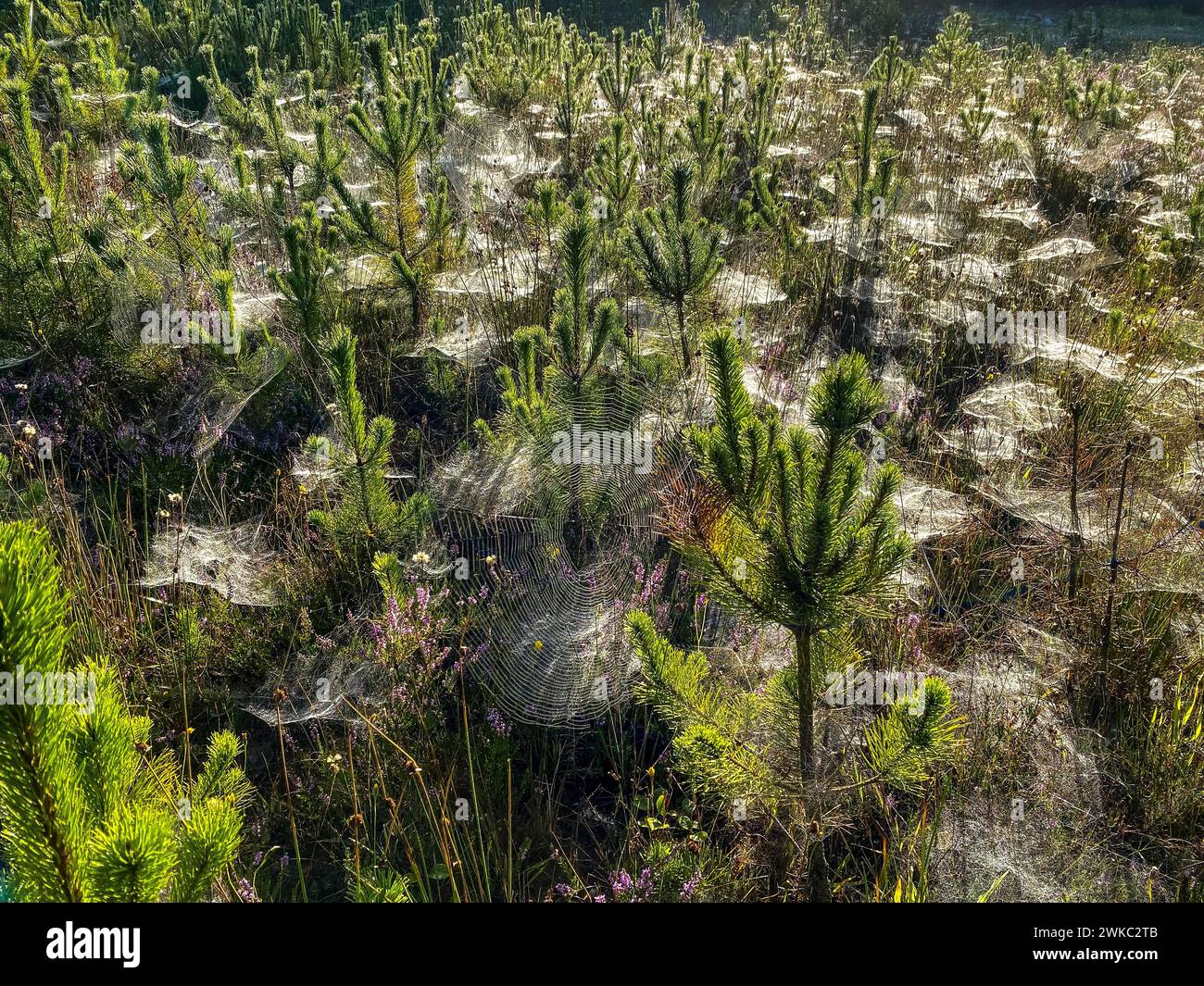 Pine grove with many cobwebs, a large wheel net and dew in the ...