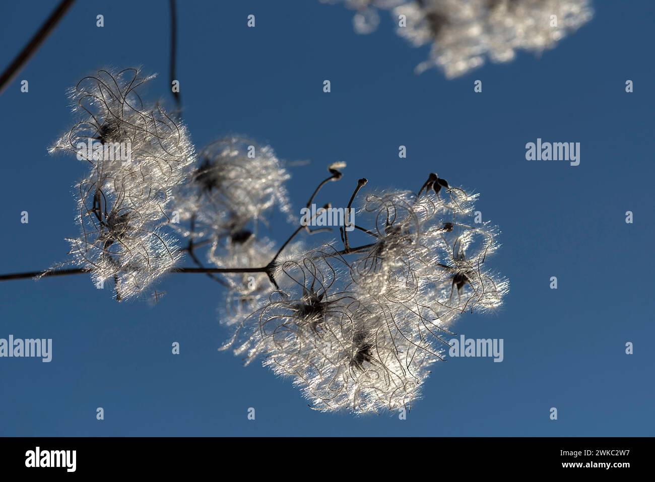 Seed head of a clematis (Clematis montana) against the light, blue sky ...