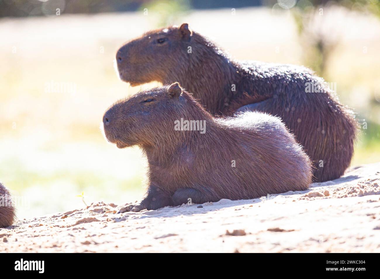 Capybara (Hydrochaeris hydrochaeris) Pantanal Brazil Stock Photo - Alamy