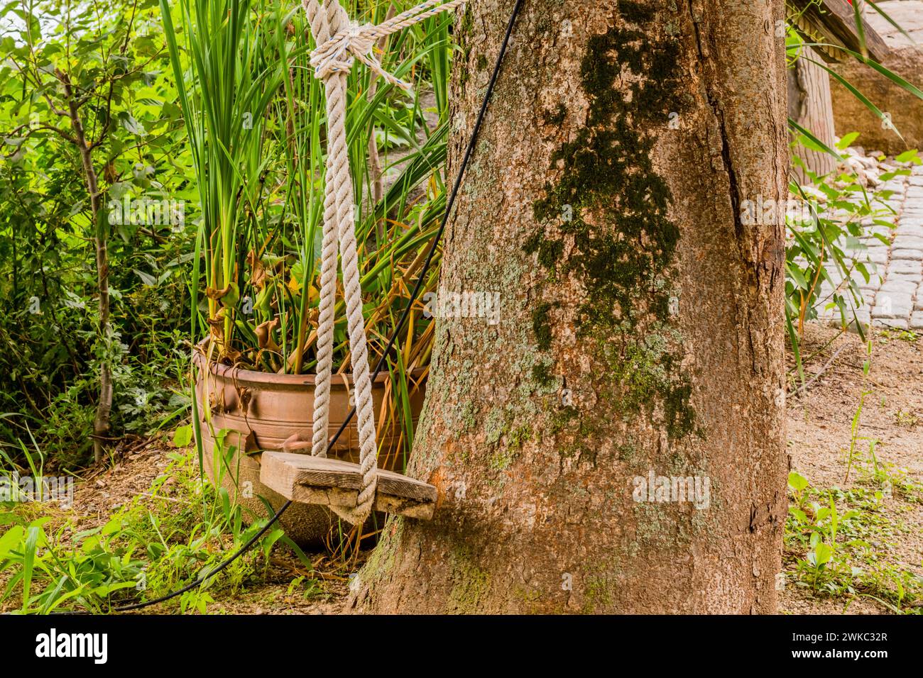 Rope swing tide to tree trunk with green plants in background in South ...