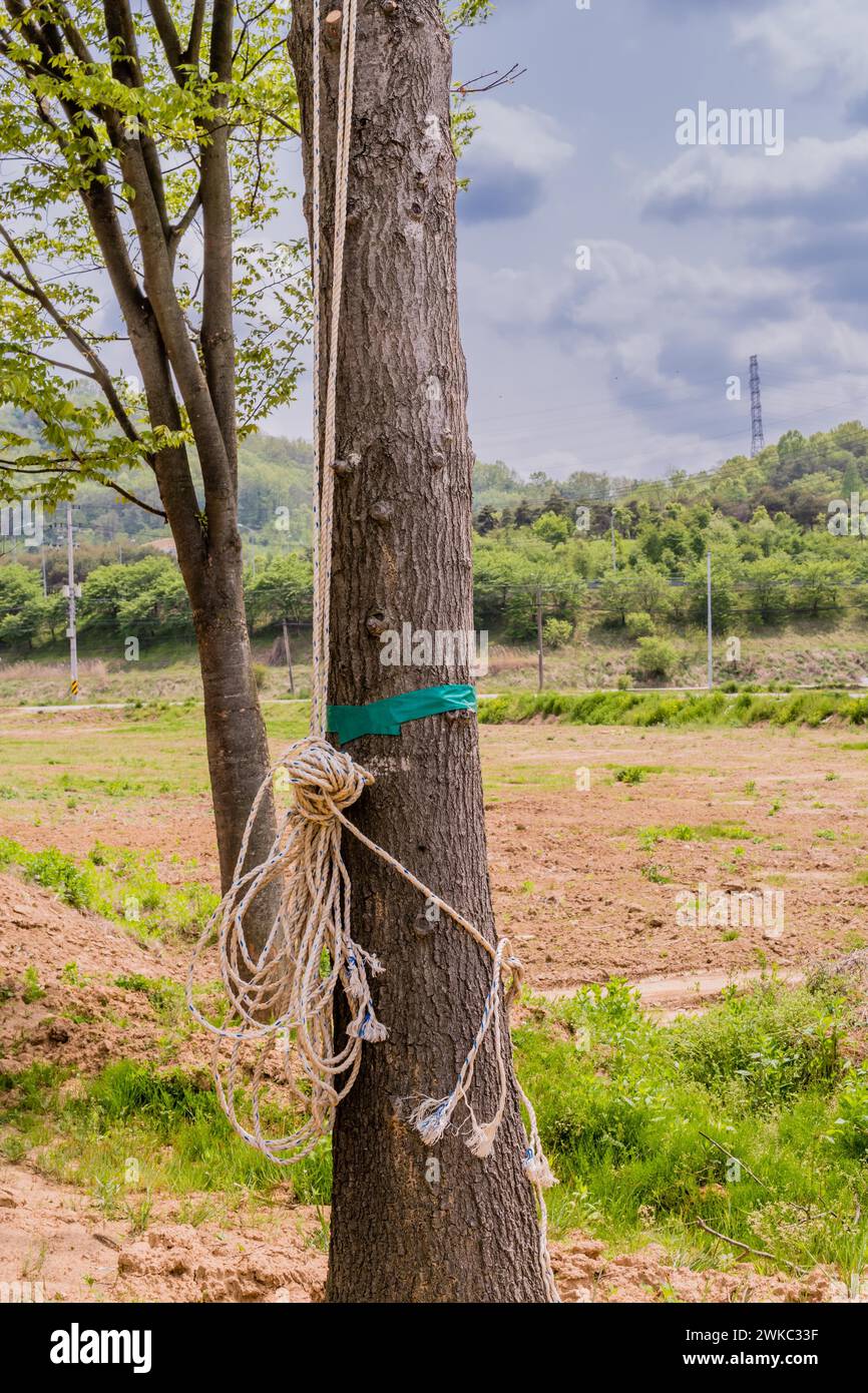 Rope hanging from and tied to tree in rural farmland in South Korea ...