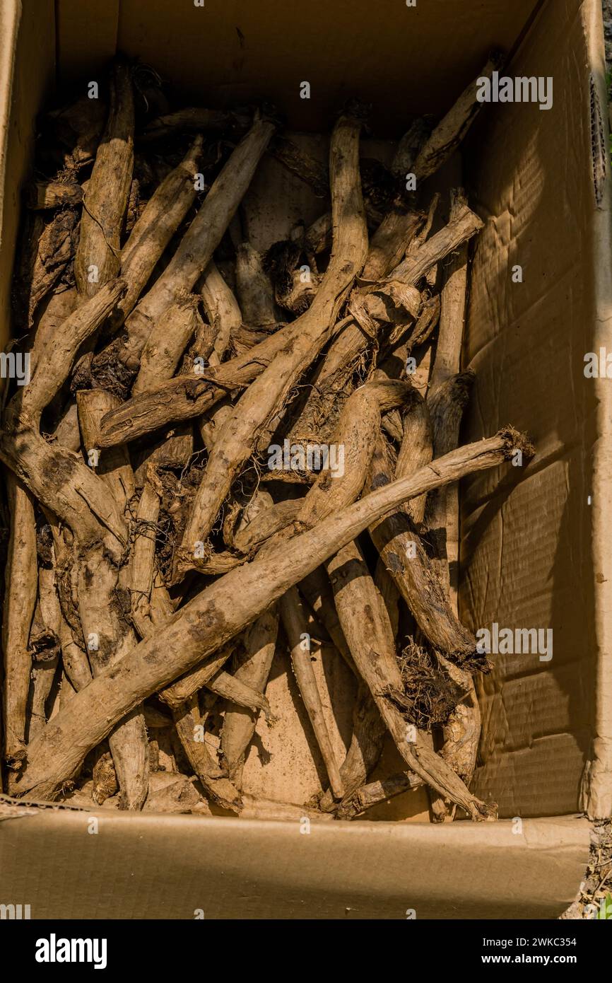 Tree and plant roots in shaded cardboard box in South Korea Stock Photo ...